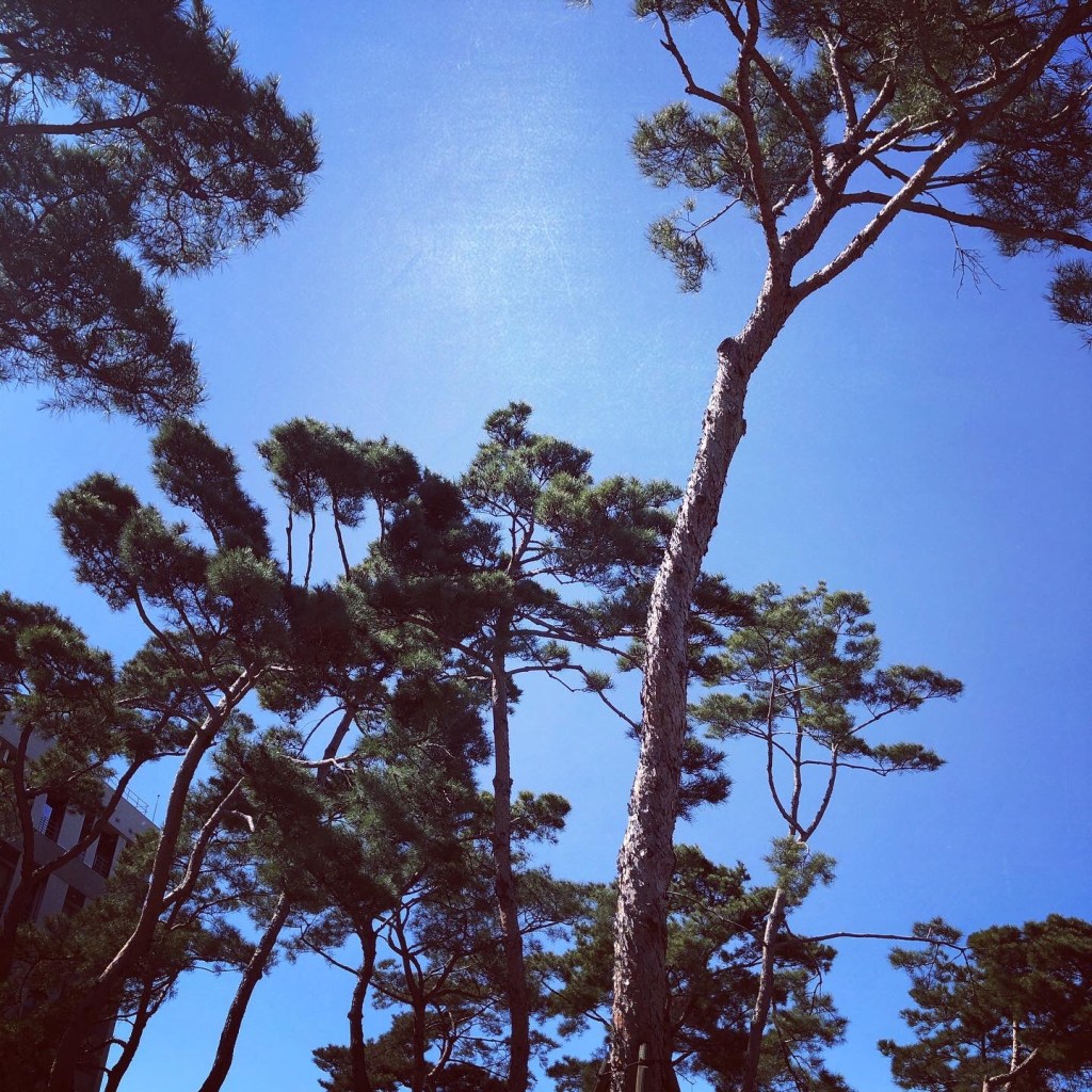 Spring, social distancing, and an origami cocker spaniel – The Frill Seeker