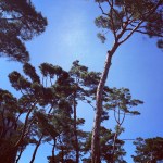 Spring, social distancing, and an origami cocker spaniel – The Frill Seeker