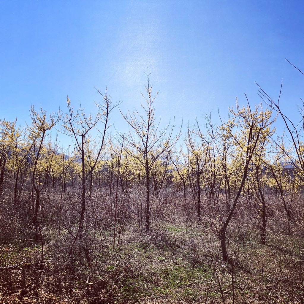 Spring, social distancing, and an origami cocker spaniel – The Frill Seeker