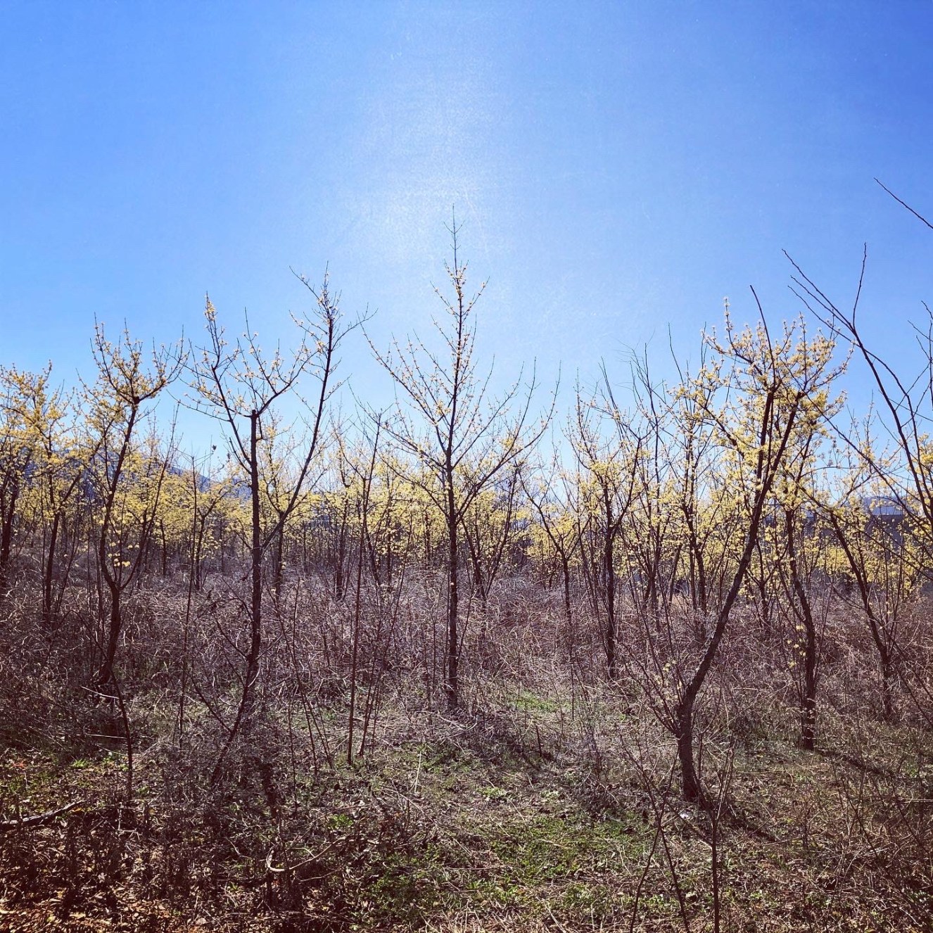 Spring, social distancing, and an origami cocker spaniel – The Frill Seeker